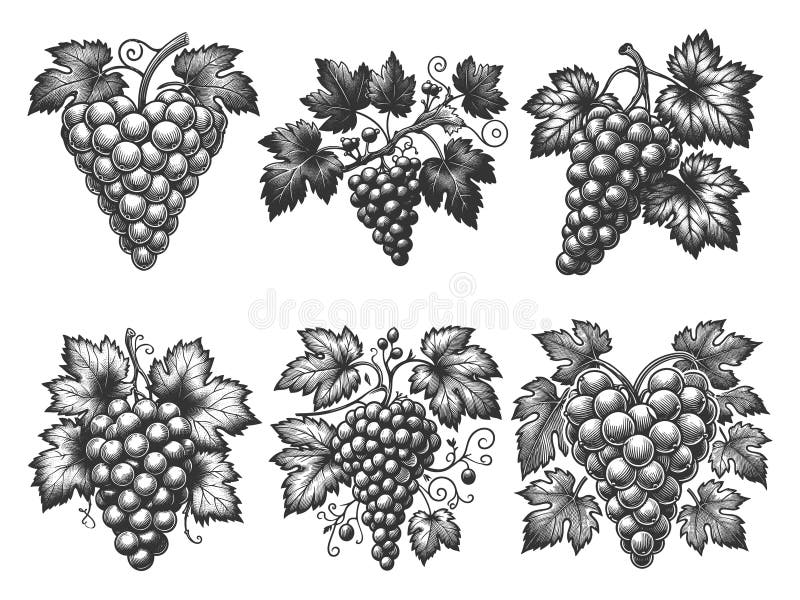 Grape Clusters Engraving Set Raster Collection Stock Image - Image of ...