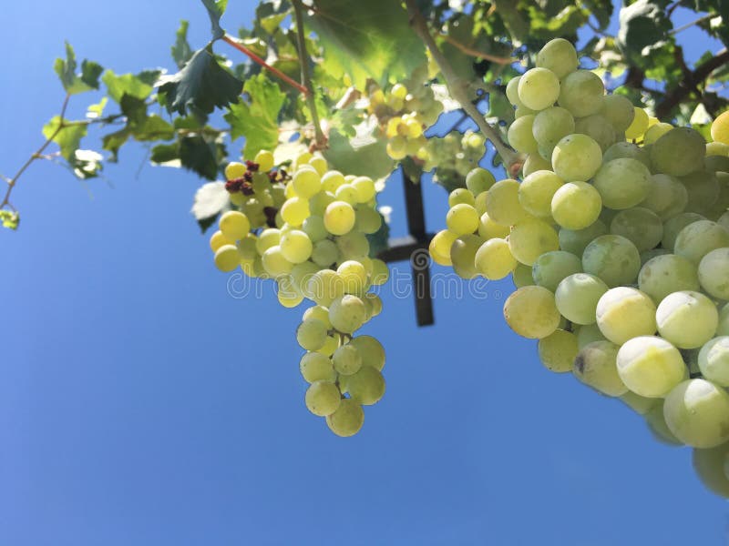 Grape Clusters, Grape Grain Stock Image - Image of bunch, drink: 103658447