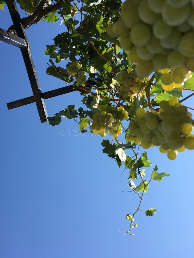 Grape Clusters, Grape Grain Stock Photo - Image of bunch, background ...