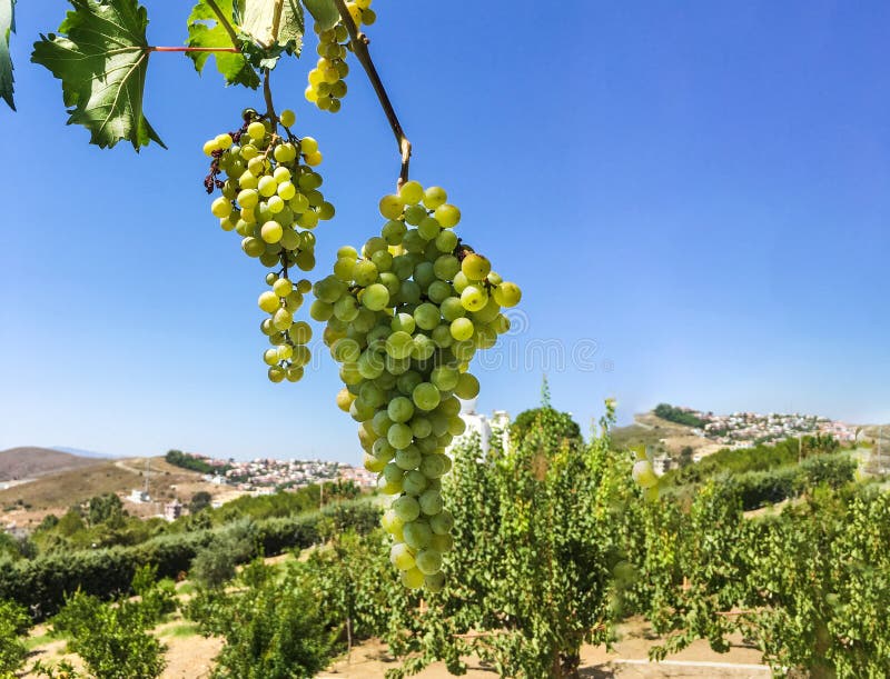 Grape Clusters, Grape Grain Stock Image - Image of advertising ...