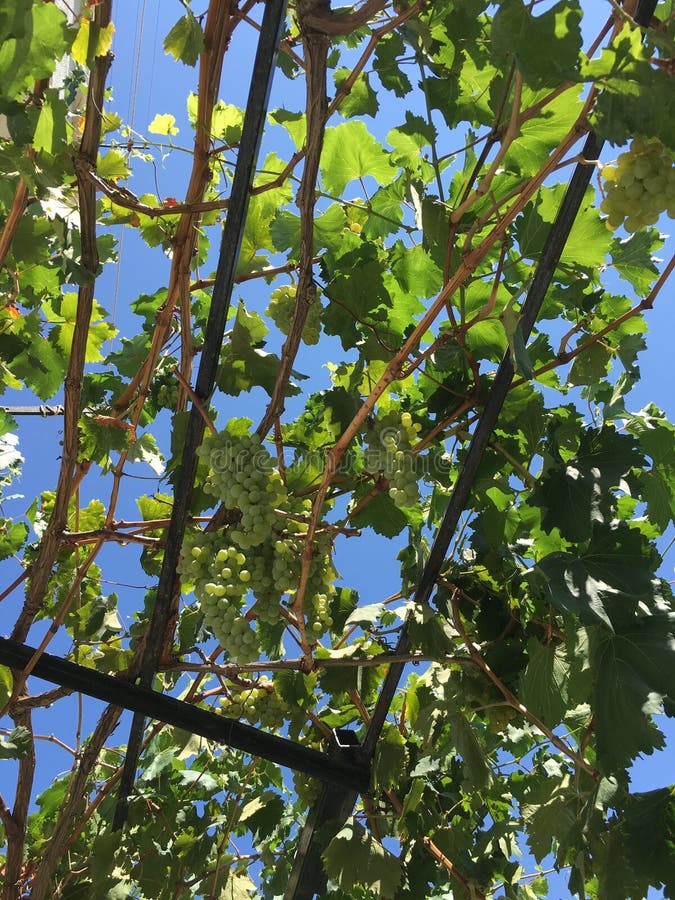 Grape Clusters, Grape Grain Stock Image - Image of crop, botany: 103657881