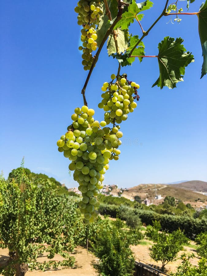 Grape Clusters, Grape Grain Stock Image - Image of market, cluster ...