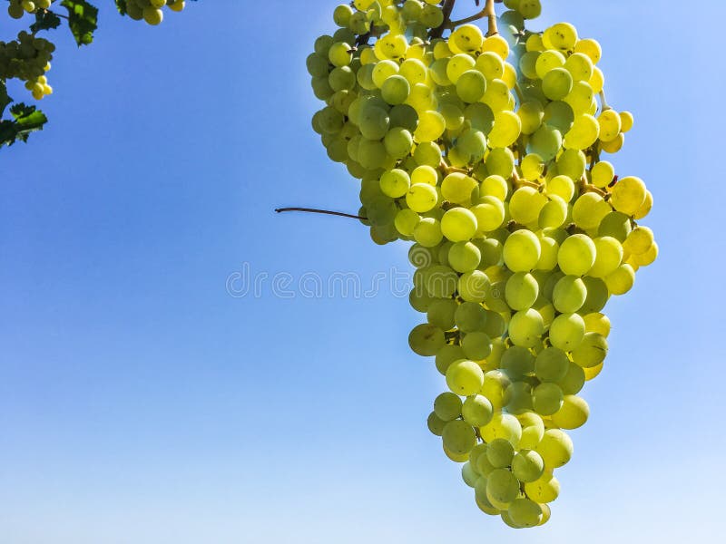 Grape Clusters, Grape Grain Stock Image - Image of icon, cluster: 103658537
