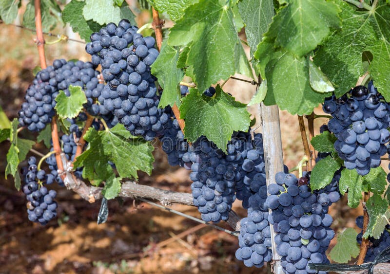 Grape Clusters, Growing Red Vine Grapes, Vineyard Stock Photo - Image ...