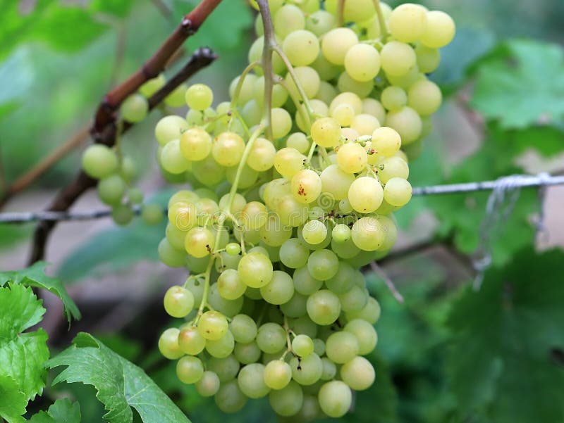 Grape Clusters among To Foliage Stock Image - Image of landscape, grow ...