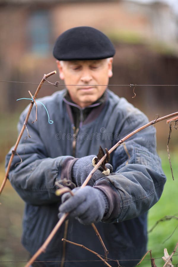 Grape crop grown man stock photo. Image of hand, caucasian - 35319712