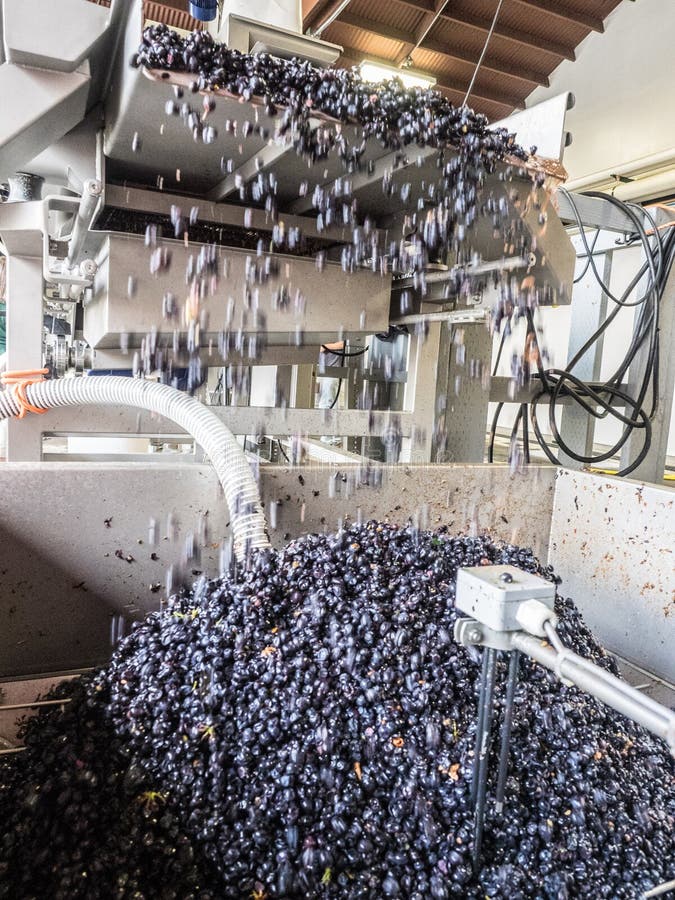 Grape crusher at winery stock image. Image of equipment - 95525163