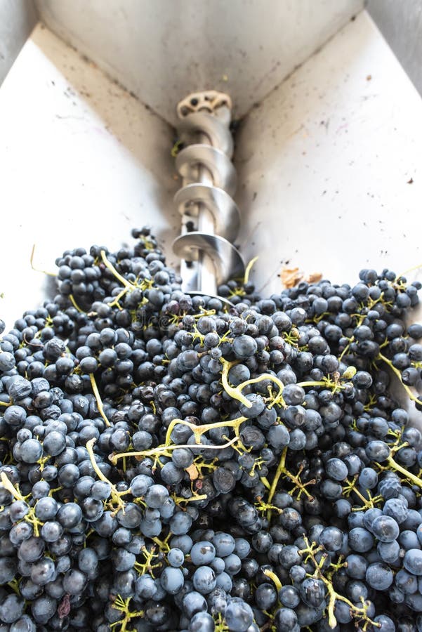 Grape crushing machine stock image. Image of grapes, pressure - 27081547