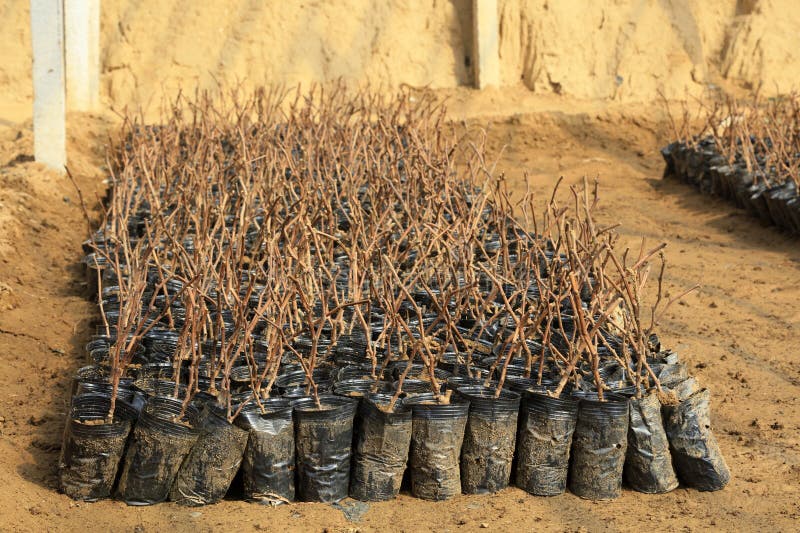 Grape Cuttings in the Nutrition Bowl Stock Image - Image of greenhouse ...