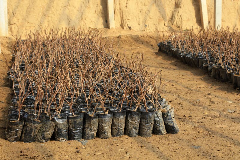 Grape Cuttings in the Nutrition Bowl Stock Image - Image of cuttage ...