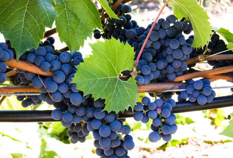 Grape delight stock image. Image of delight, winegrapes - 45275501