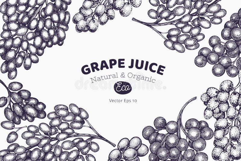 Grape Design Template. Hand Drawn Vector Grape Berry Illustration ...