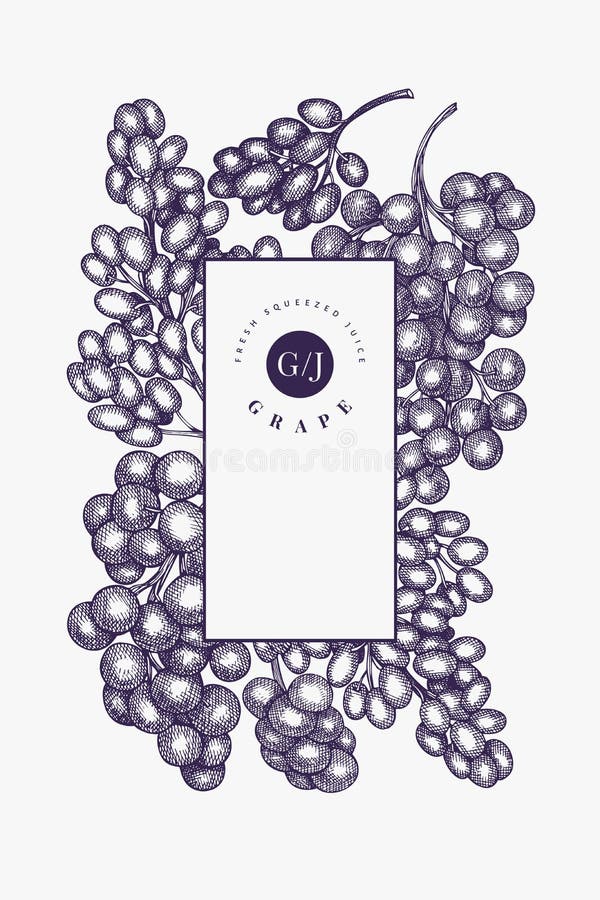 Grape Design Template. Hand Drawn Vector Grape Berry Illustration ...
