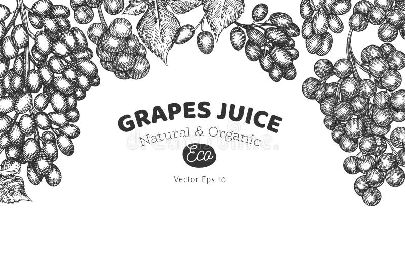 Grape design template. stock illustration. Illustration of winery ...