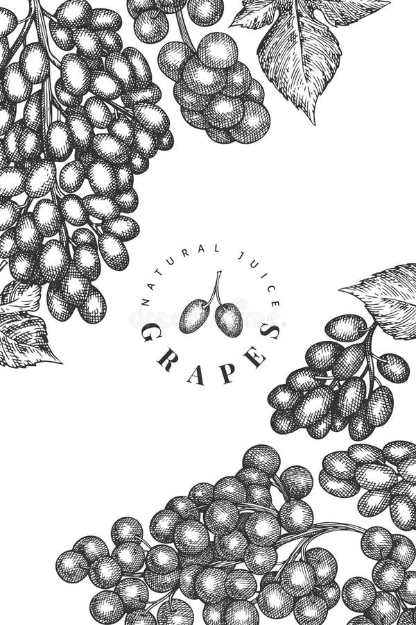 Grape design template. stock illustration. Illustration of berry ...