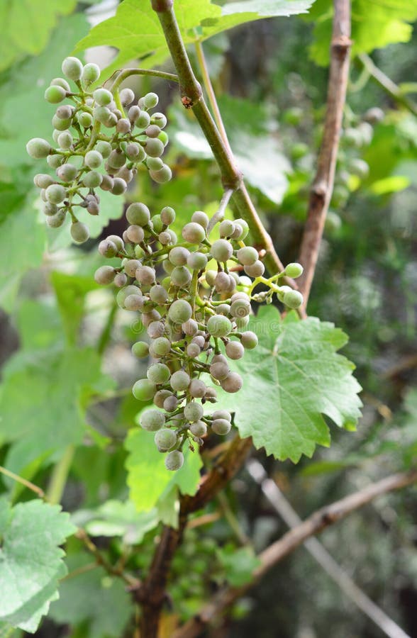 Grape Diseases. Powdery Mildew, Oidium Disease Struck Grape Bunches ...