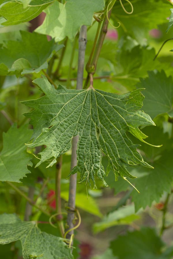 Grape disorder stock image. Image of leaves, damage - 242453749