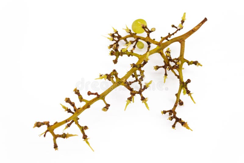 Grape Empty Sprig on a White Background Stock Image - Image of ...