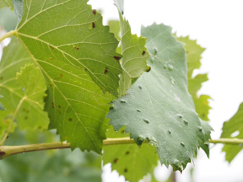 Grape Erineum Mite and Their Galls. Vineyard Problem. Top of Leaf Look ...