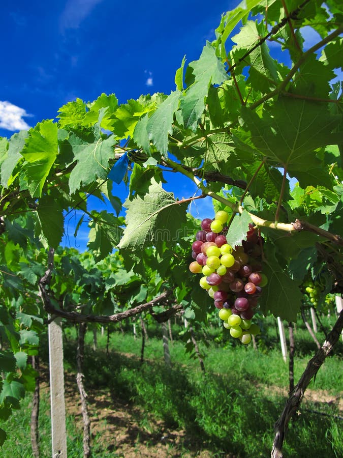 Grape Farm stock photo. Image of pinot, country, fruit - 15694954