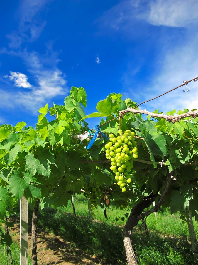 Grape Farm stock image. Image of autumn, agribusiness - 15695017