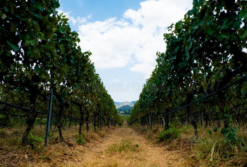 Grape farm stock image. Image of country, grow, icon - 52447321