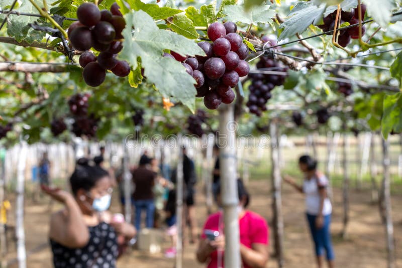 Grape in the Farm stock image. Image of delicious, philippines - 238019395