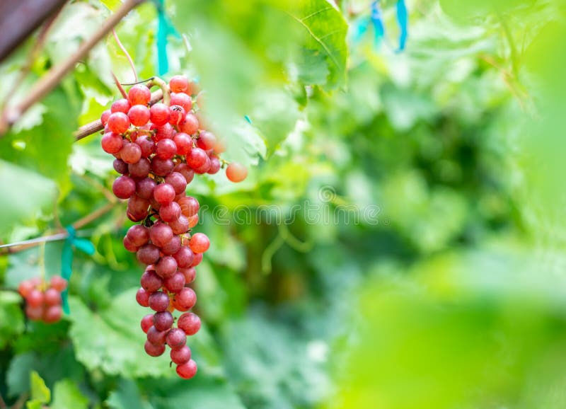 Grape in the farm stock photo. Image of farm, juice - 118155542