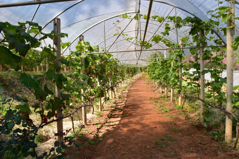 Grape farm stock photo. Image of outdoor, green, winery - 66759878