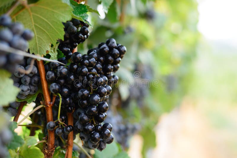 Grape in the farm stock image. Image of winery, leaf - 39302107