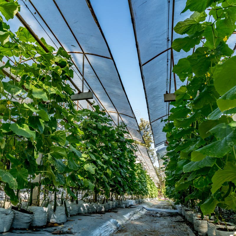 Image of grape farm stock photo. Image of grape, green - 108296186