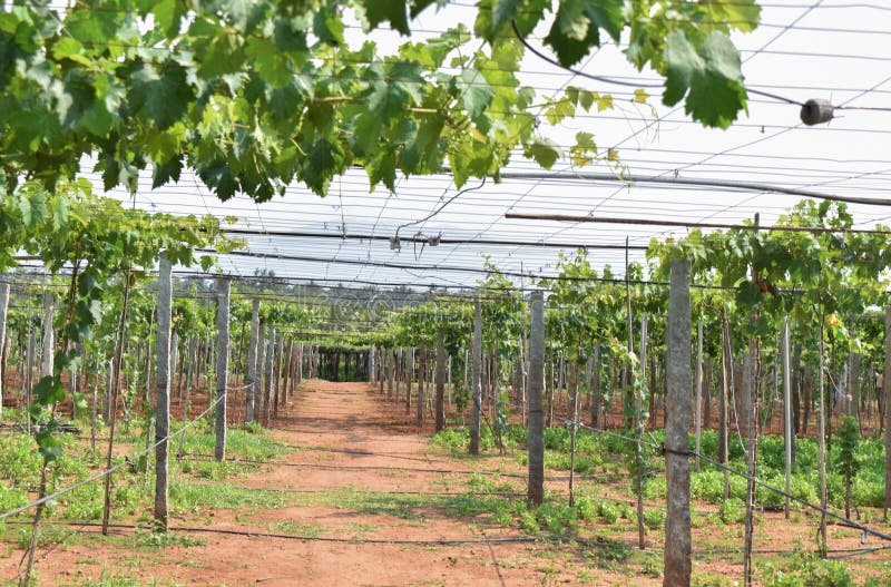 Grape farm view stock photo. Image of view, shrub, crop - 246965892