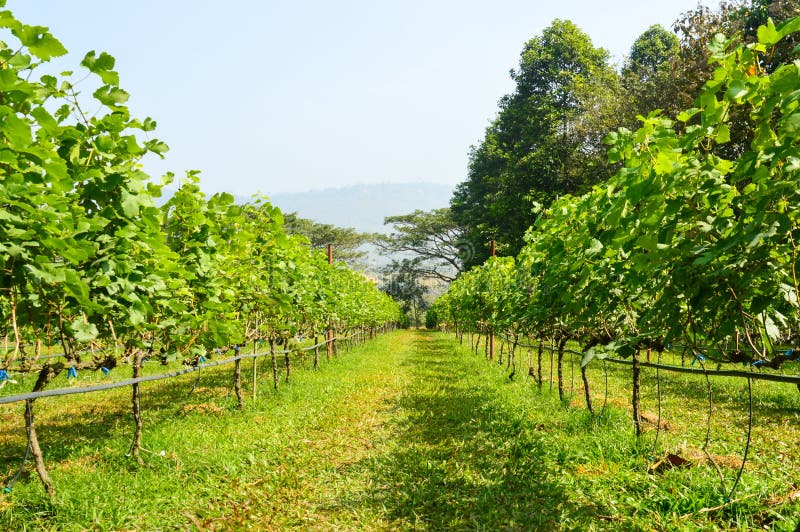 Grape farm stock image. Image of landscape, countryside - 36496451