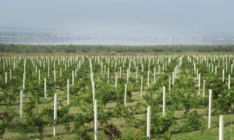 Grape Field with Bunches of Grapes Stock Photo - Image of grapevines ...