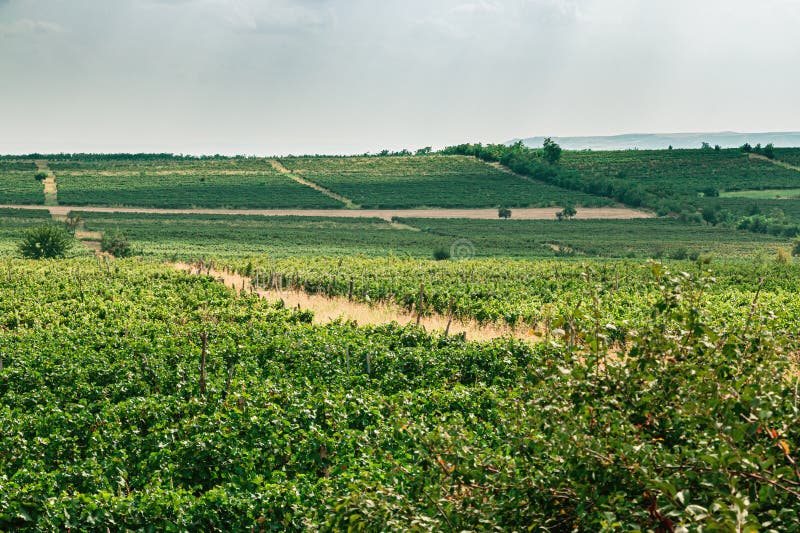 Grape field in Georgia stock photo. Image of scenic - 273969150