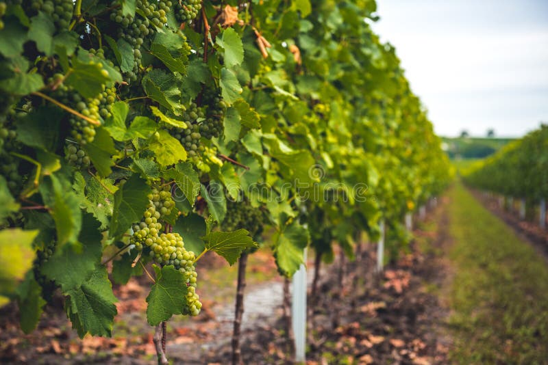 Grape Field Growing for Wine. Vineyard Hills. Summer Scenery with ...