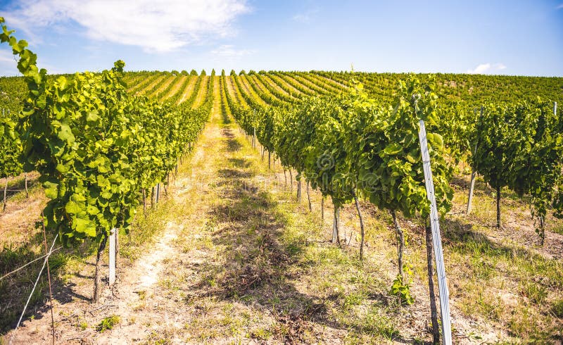 Grape Field Growing for Wine. Vineyard Hills. Summer Scenery with ...