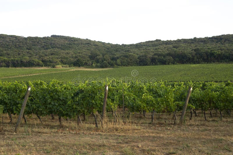 Grape Field that Grows for Wine Stock Image - Image of autumn, bolgheri ...