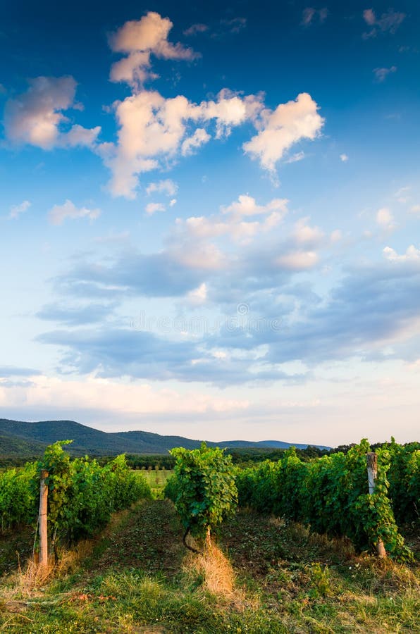Grape field stock photo. Image of outdoor, land, saturated - 36974030