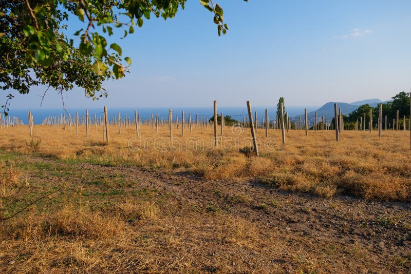Grape Field without Trees. Dry Grass and Empty Posts Stock Image ...