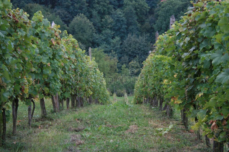 Grape fields stock image. Image of colorful, color, trees - 6893711