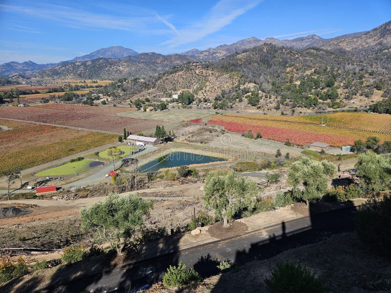 Grape Fields Forming Different Colors Outside of Sterling Vineyard in ...