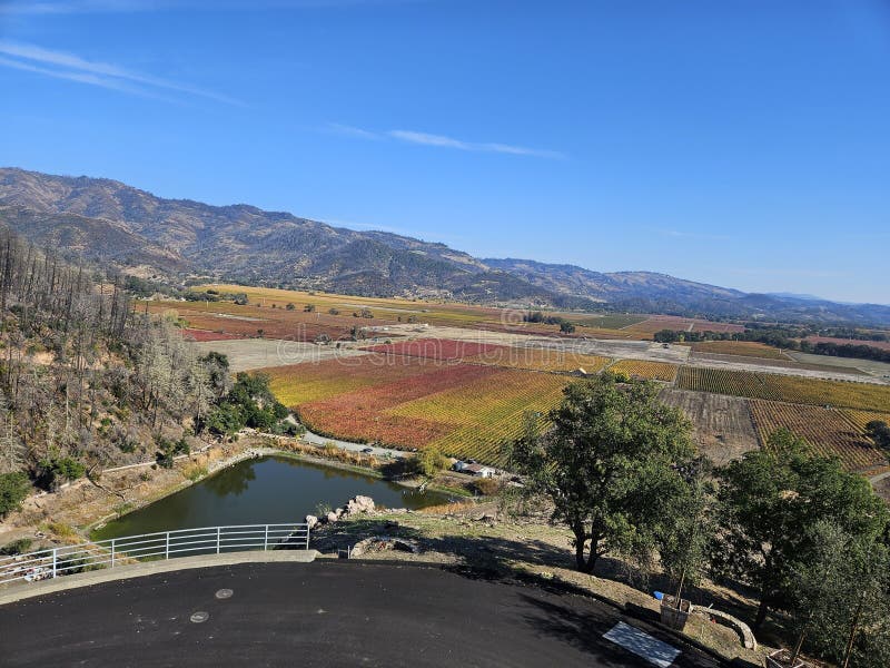 Grape Fields Forming Different Colors Outside of Sterling Vineyard in ...