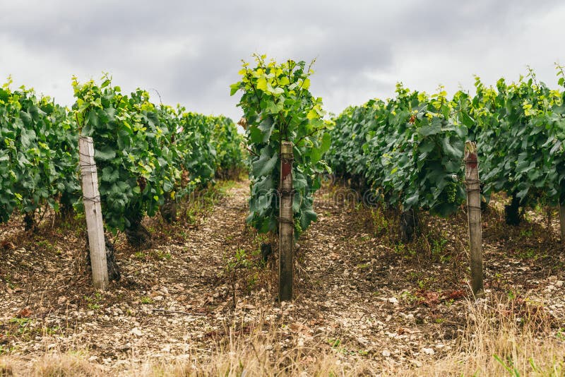 Grape fields in France stock photo. Image of dusk, famous - 121884884