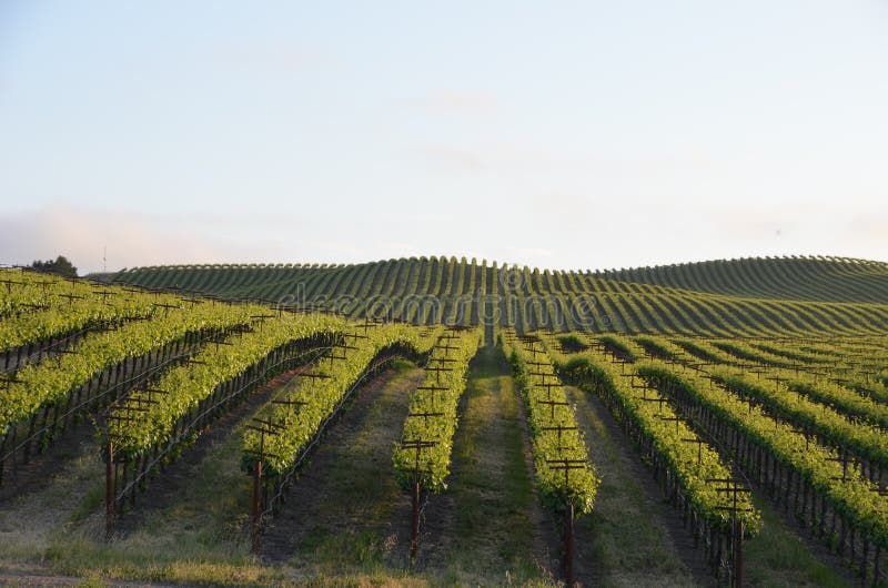 Sonoma and Napa Valley Vinyards in California Stock Photo - Image of ...