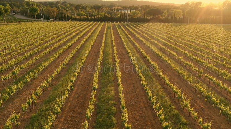 Grape Fields. Parallel Lines of Vineyards Stock Video - Video of ...