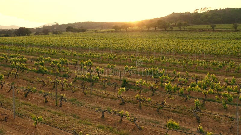 Grape Fields. Parallel Lines of Vineyards Stock Video - Video of growth ...