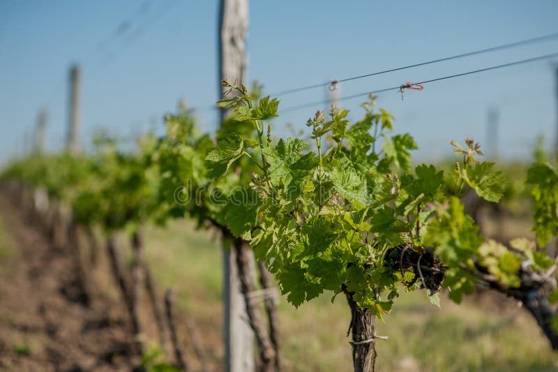 Grape Fields in Spring and Summer Stock Photo - Image of farm, scene ...