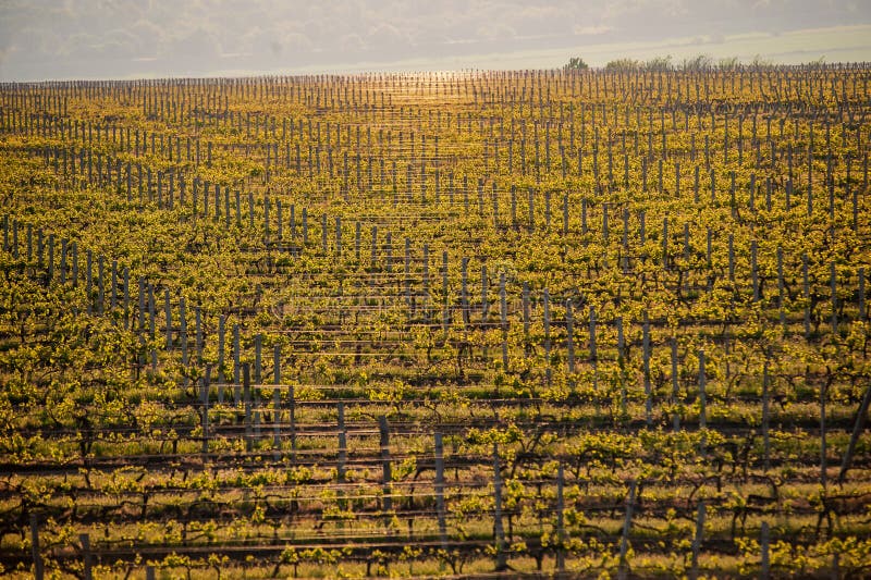 Grape Fields in Spring and Summer in the Sun Stock Image - Image of ...