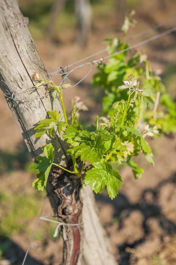 Grape Fields in Spring and Summer in the Sun Stock Photo - Image of ...
